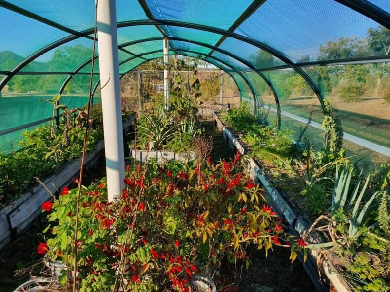 quick, cheap, easy, long lasting shade tunnels – The Kumbartcho Project ...